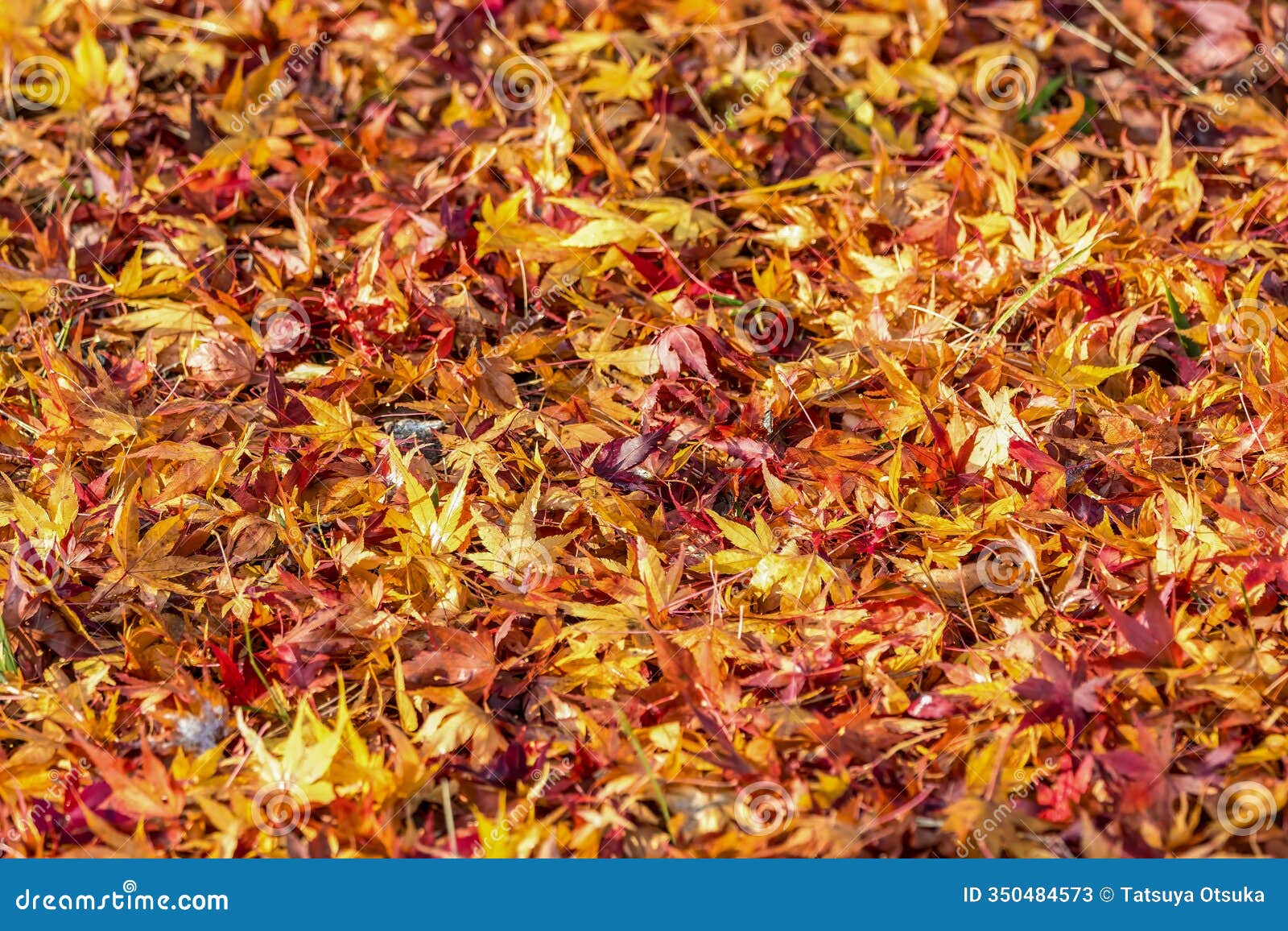Fallen Leaves Fill in a Whole Screen Stock Image - Image of texture ...