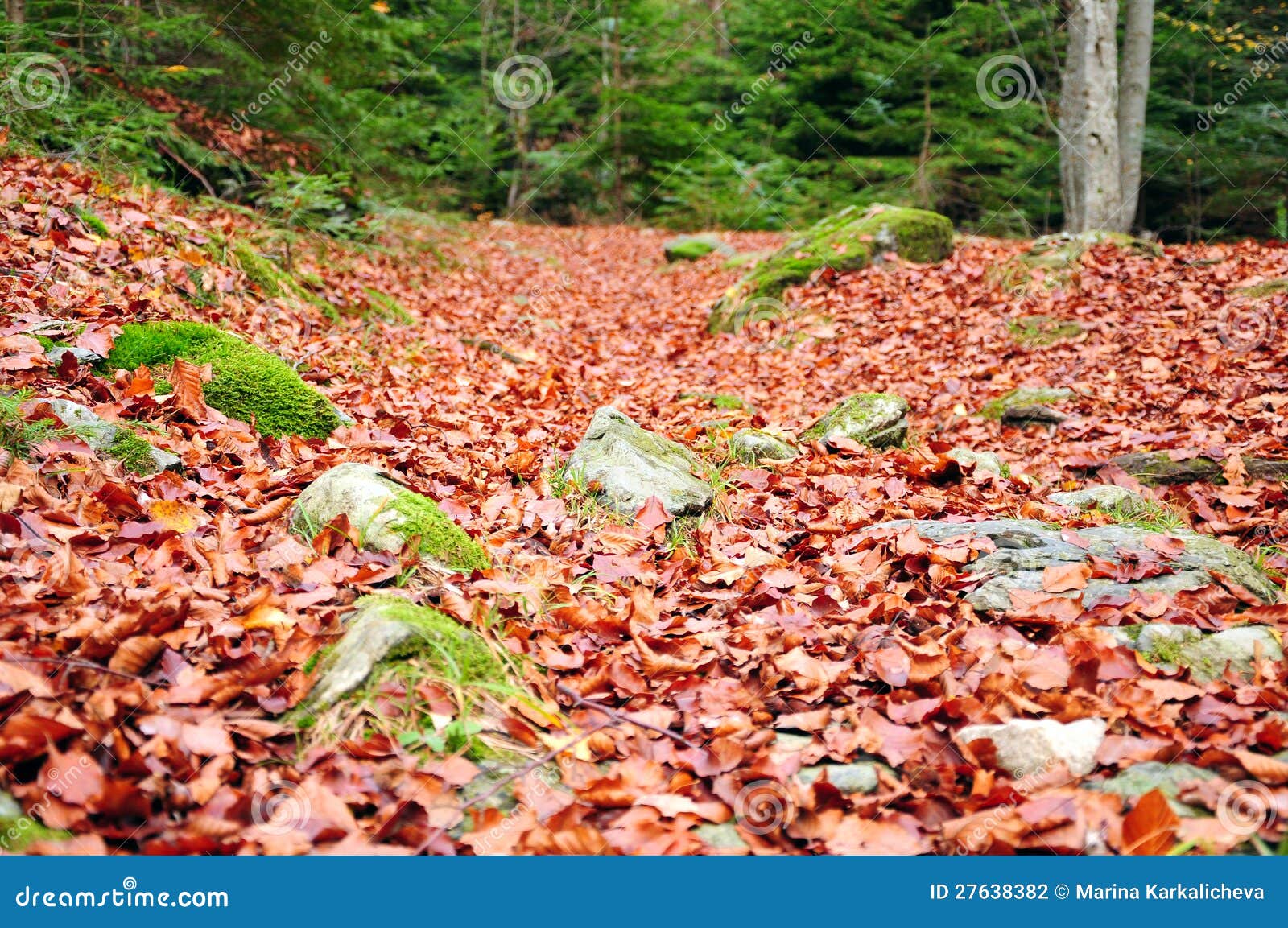Fallen leaves in a forest stock photo. Image of seasonal - 27638382