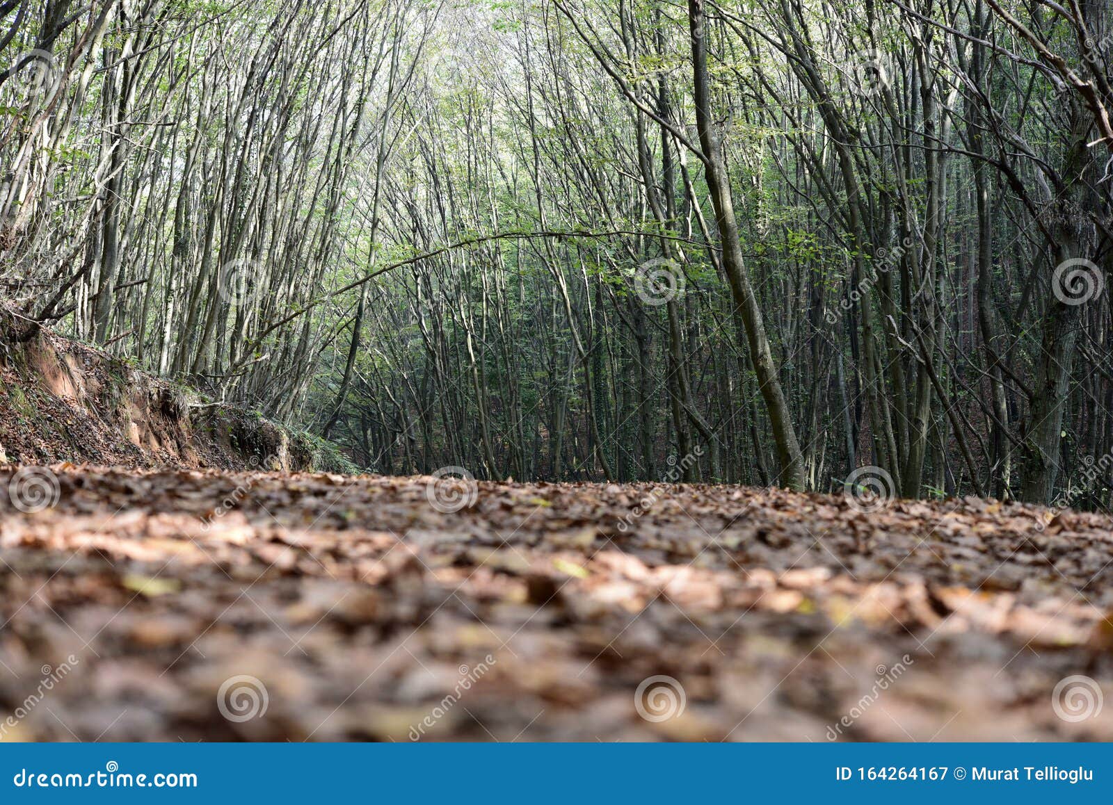 Fallen Leaves in Forest at Autumn Season Stock Image - Image of maple ...