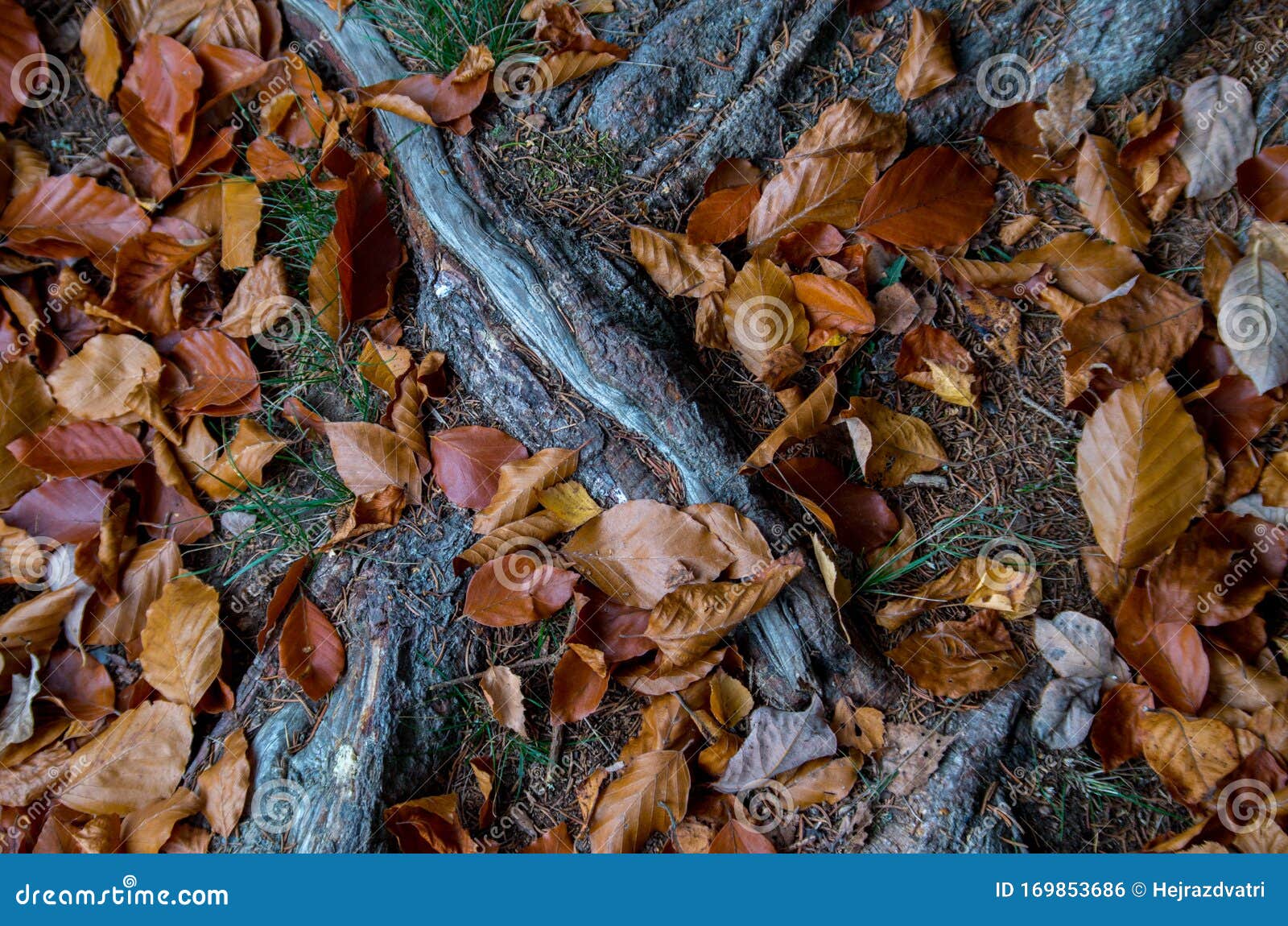 Fallen Leaves in the Forest Stock Photo - Image of autumnal, fallen ...