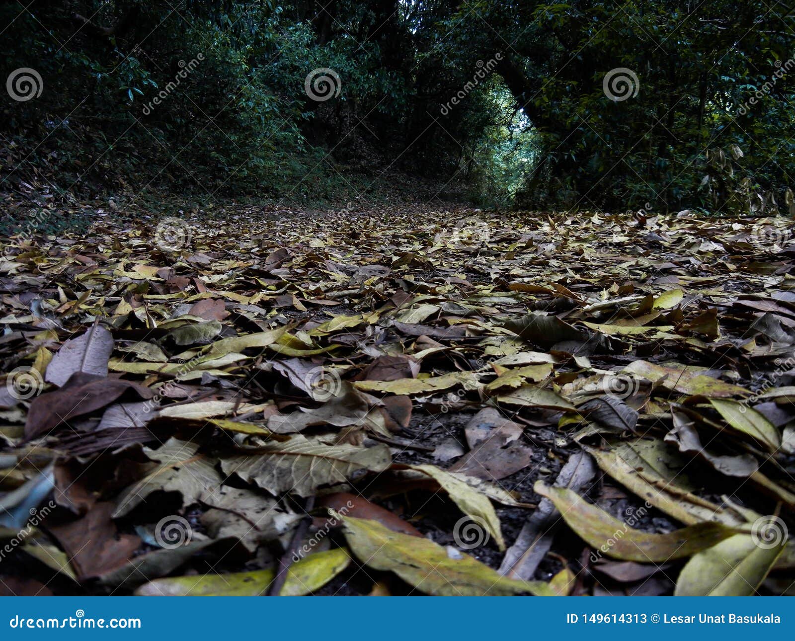 Fallen Leaves on Forest Floor Stock Image - Image of tranquil, leaf ...