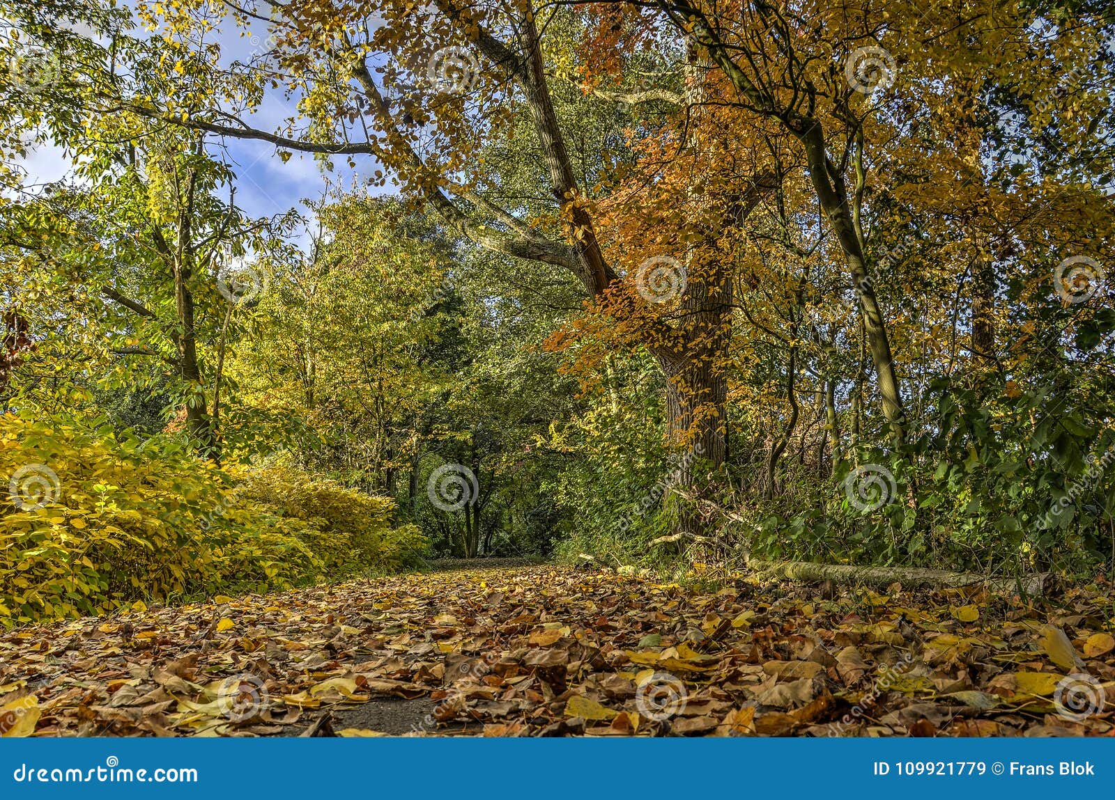 Fallen Leaves on a Forest Path Stock Image - Image of fallen, europe ...