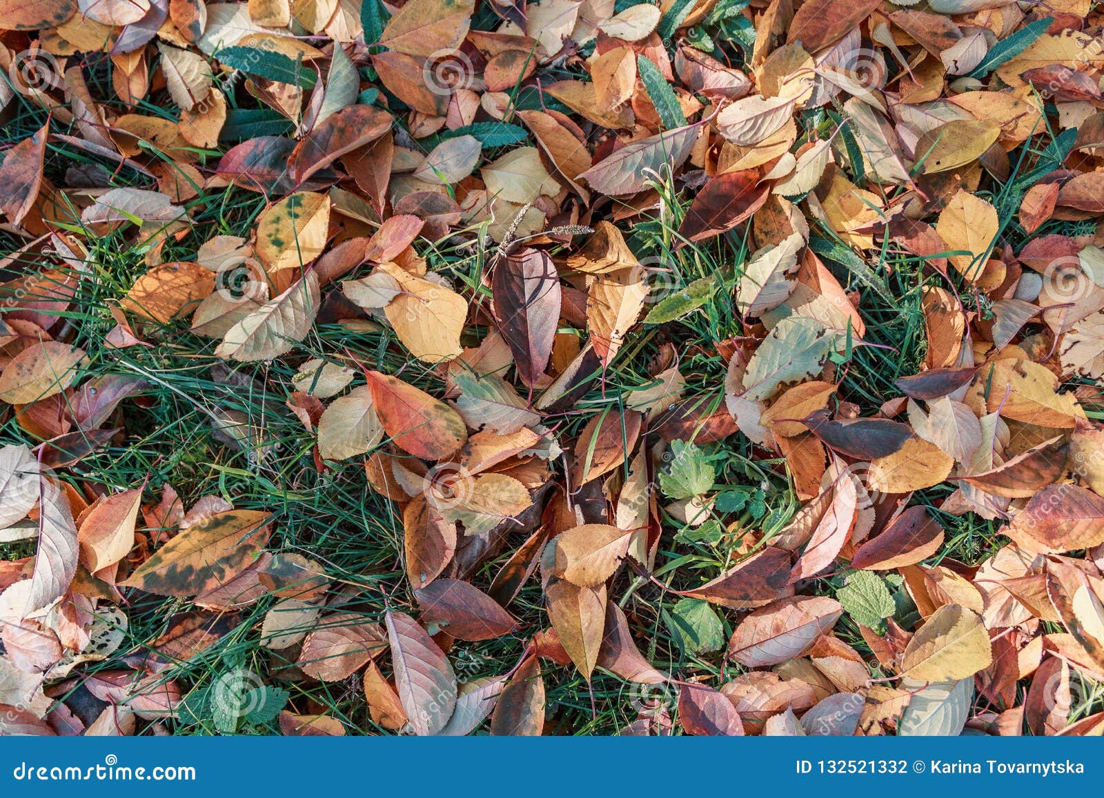 Fallen Leaves on Green Grass Under Sunshine. Foliage on Green Grass for ... Fallen Leaves on Green Grass Under Sunshine. Foliage on Green Grass for ...