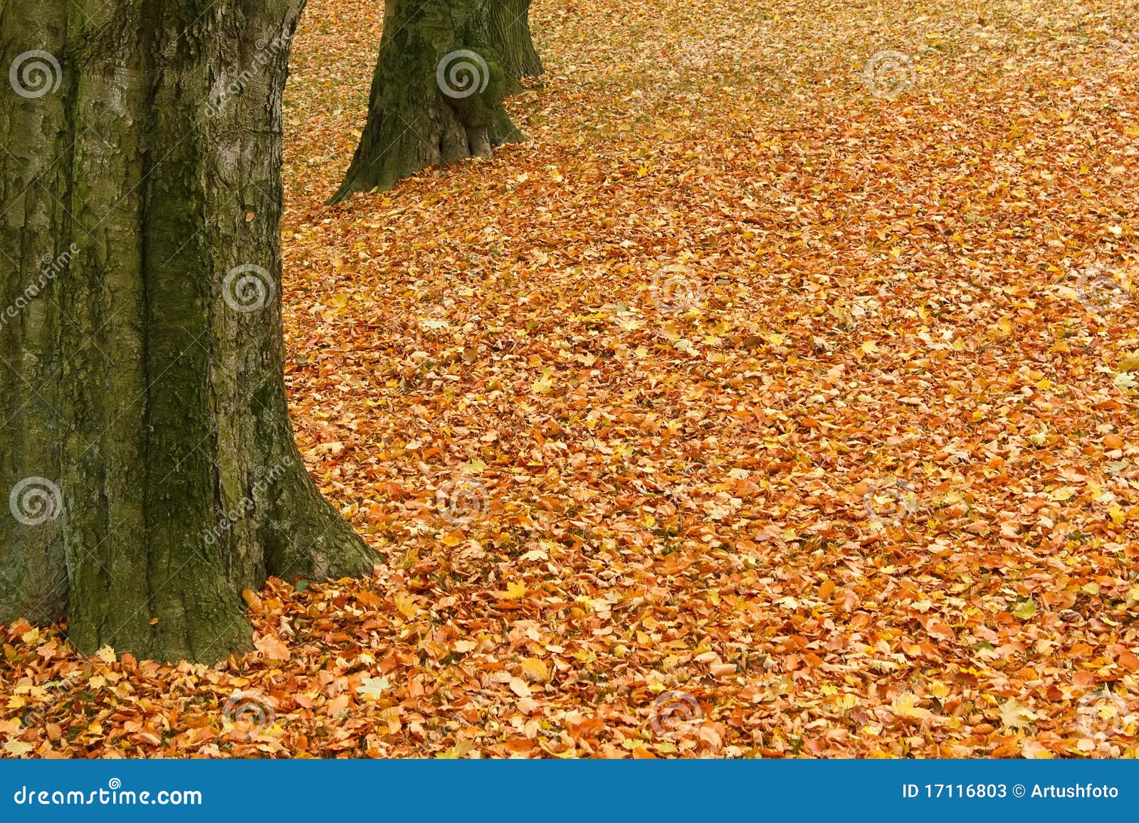 Fallen Leaves on the Ground Stock Image - Image of colorful, organic ...