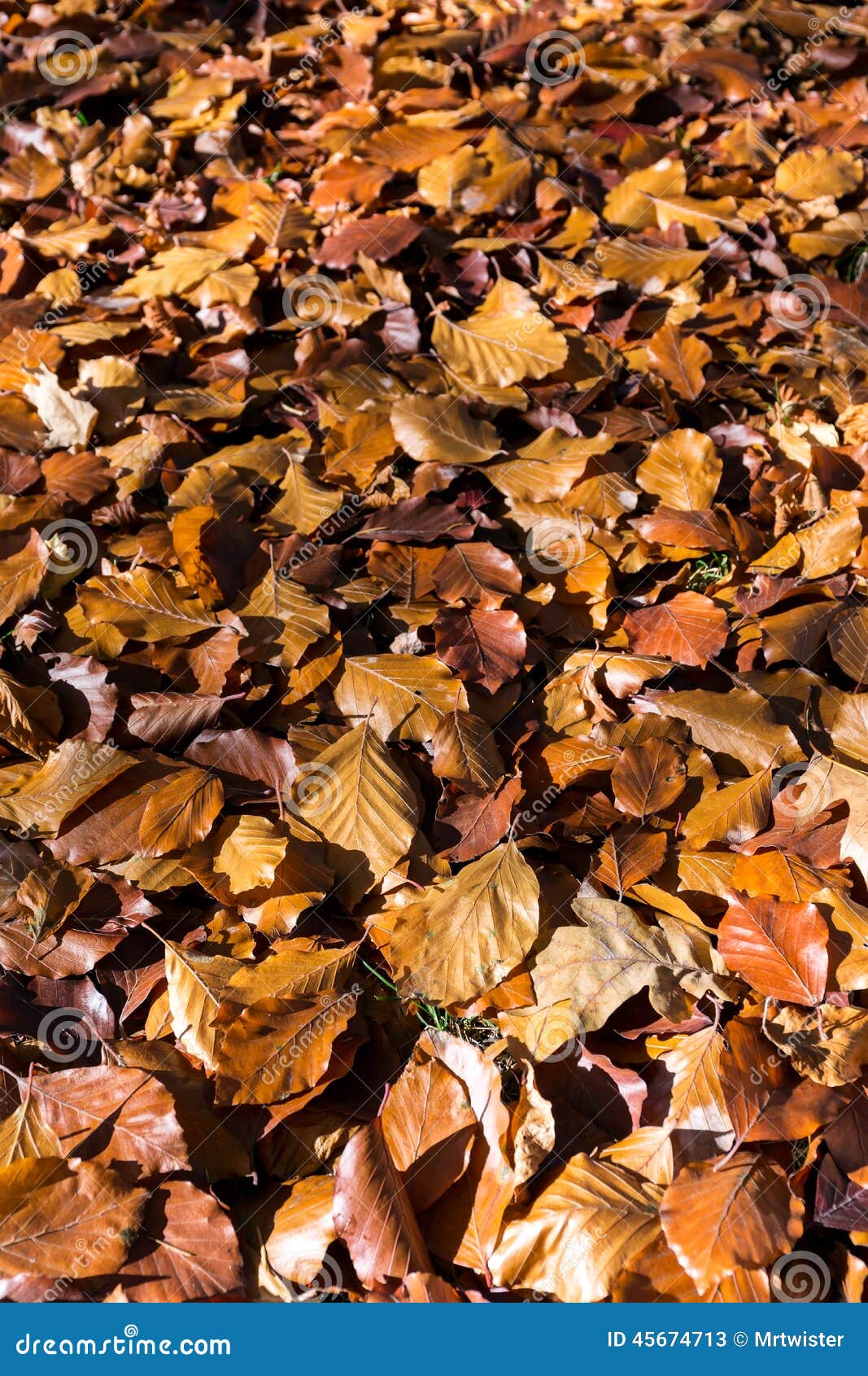 Fallen Leaves on the Ground Stock Image - Image of detail, fall: 45674713