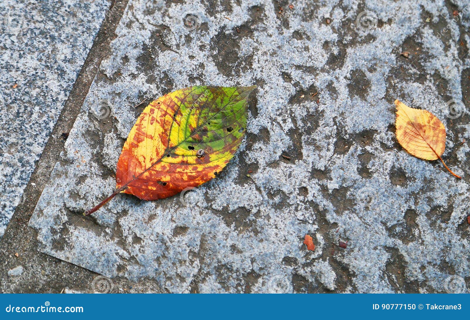 Fallen Leaves on the Ground Stock Photo - Image of scenery, plant: 90777150