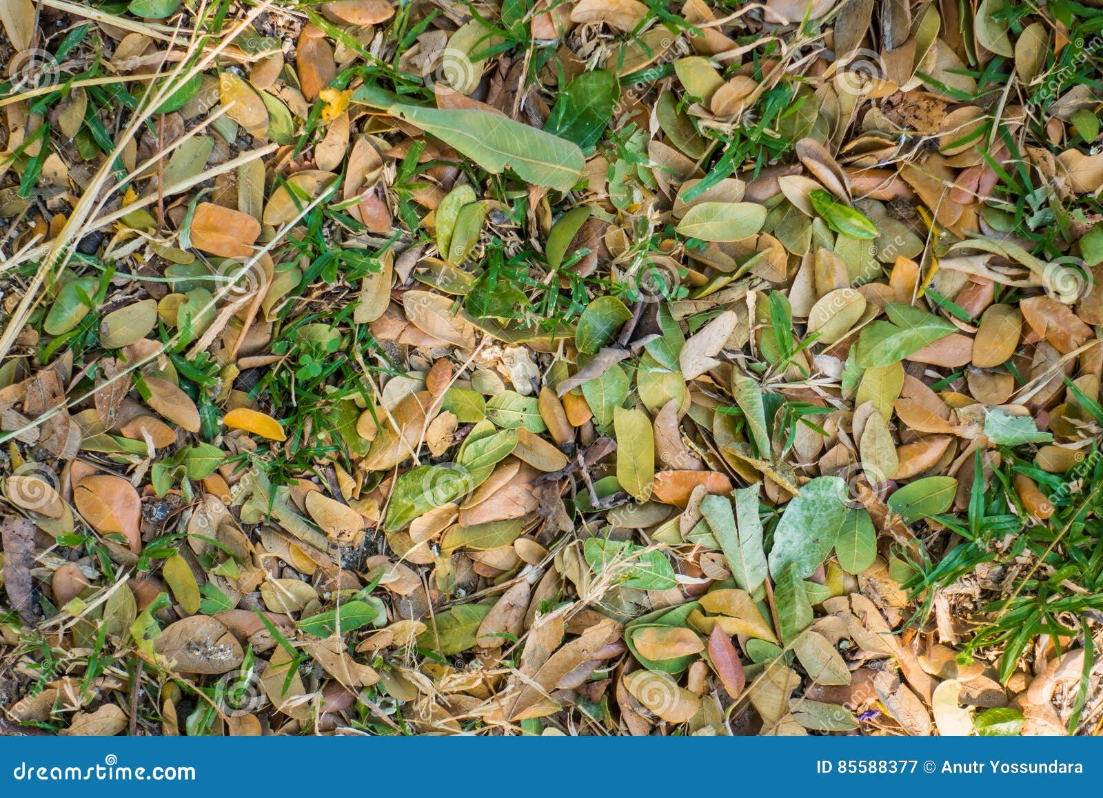 Fallen Leaves on Ground Texture Stock Image - Image of grass, texture ...