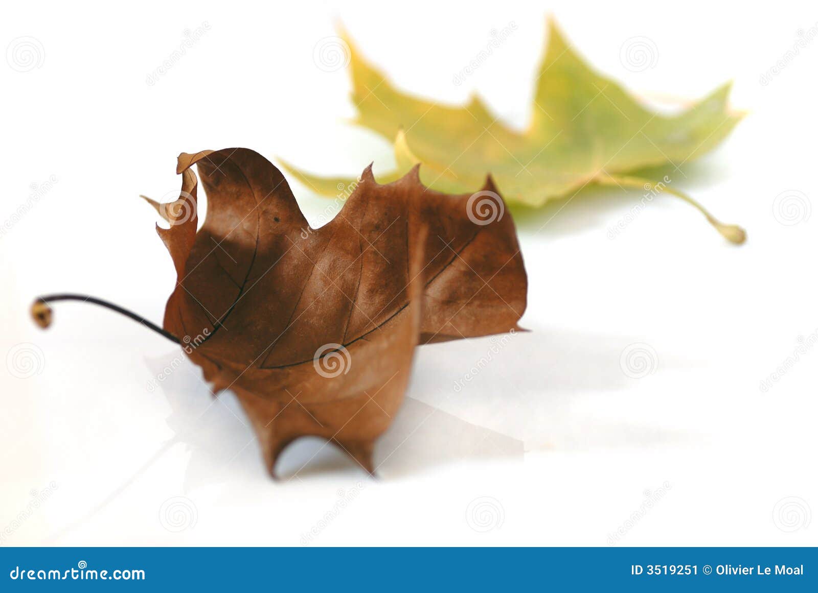 Fallen Leaves Isolated White Stock Image - Image of colorful, november ...