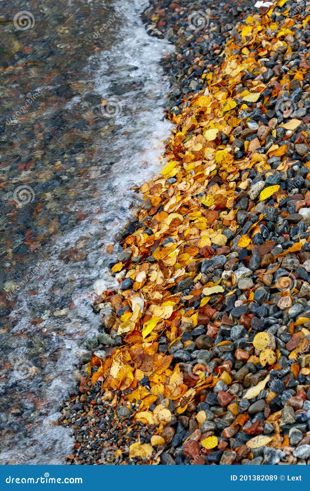 Fallen leaves by the lake stock image. Image of pattern - 201382089