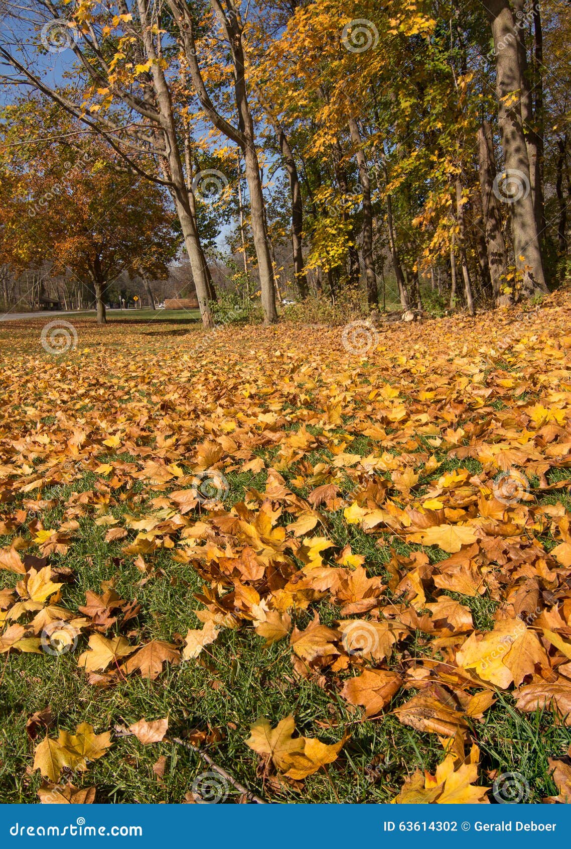 The Fallen stock photo. Image of fallen, natural, landscape - 63614302