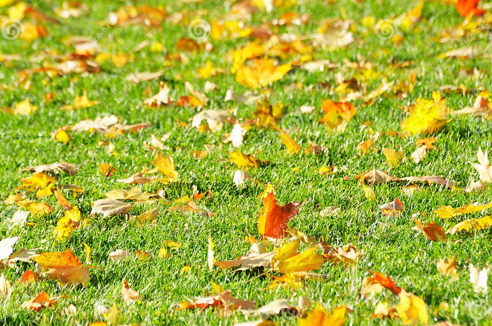 Fallen leaves on the lawn stock image. Image of autumn - 27149007