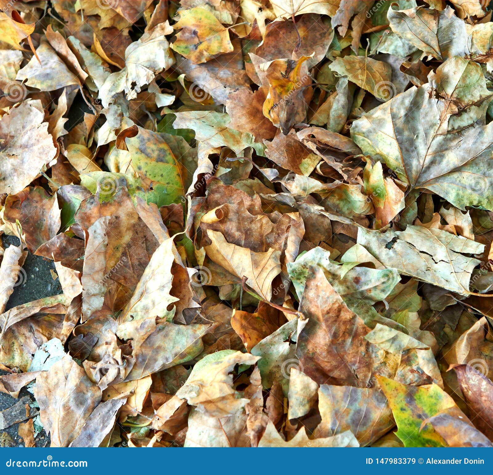 Fallen Leaves Texture Background Stock Image - Image of bright, brown ...
