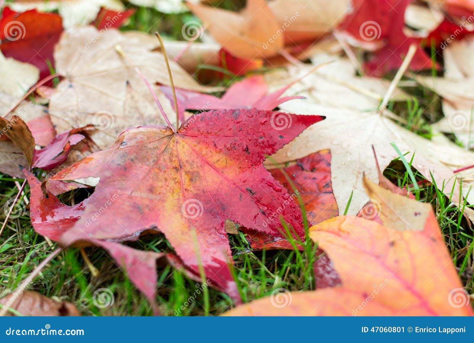 Fallen leaves of a maple stock image. Image of ground - 47060801