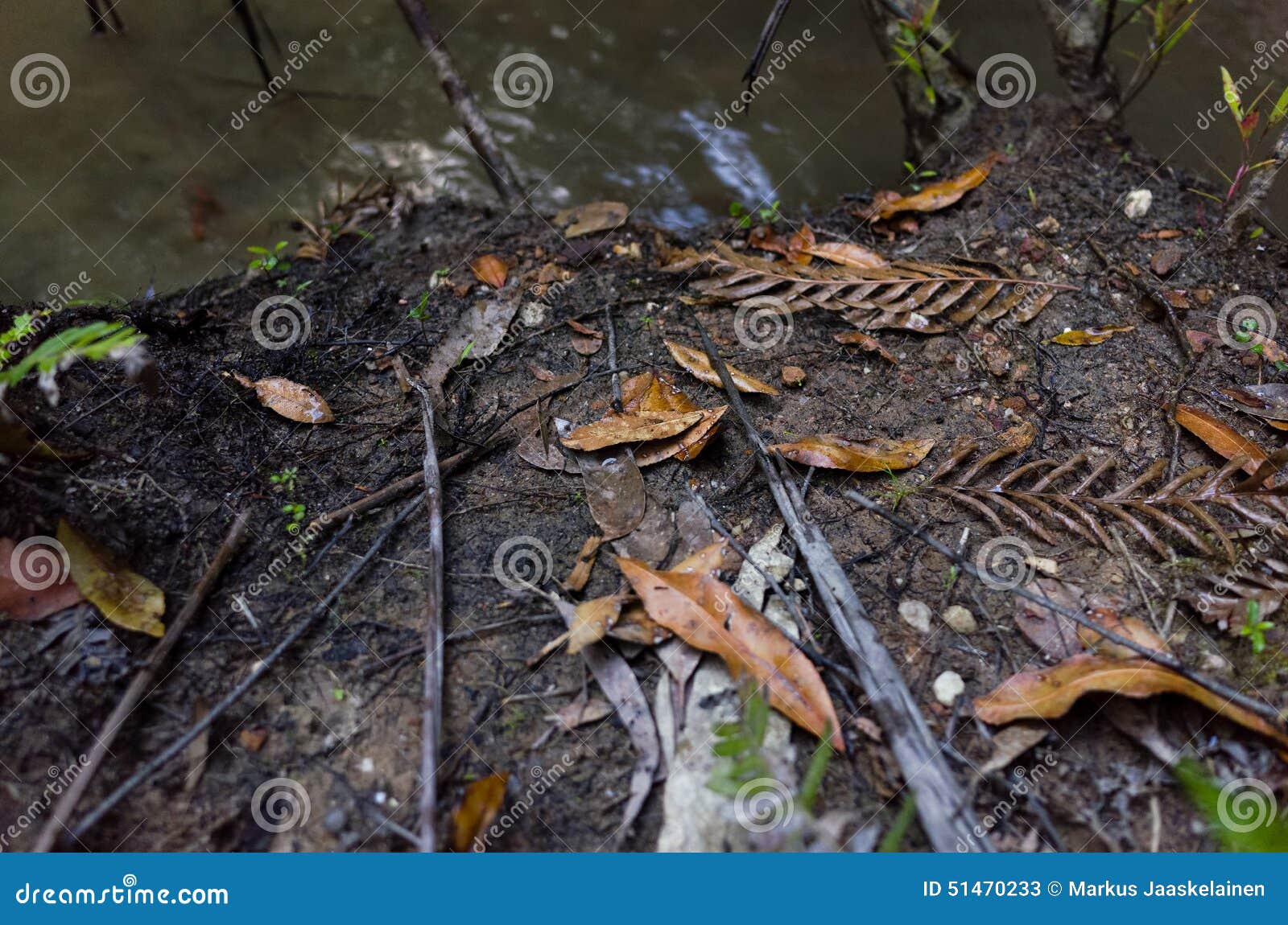 Fallen Leaves on Muddy Soil at Water S Edge Stock Image - Image of ...