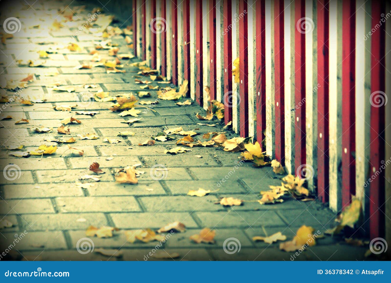 Fallen leaves stock photo. Image of pavement, autumn - 36378342