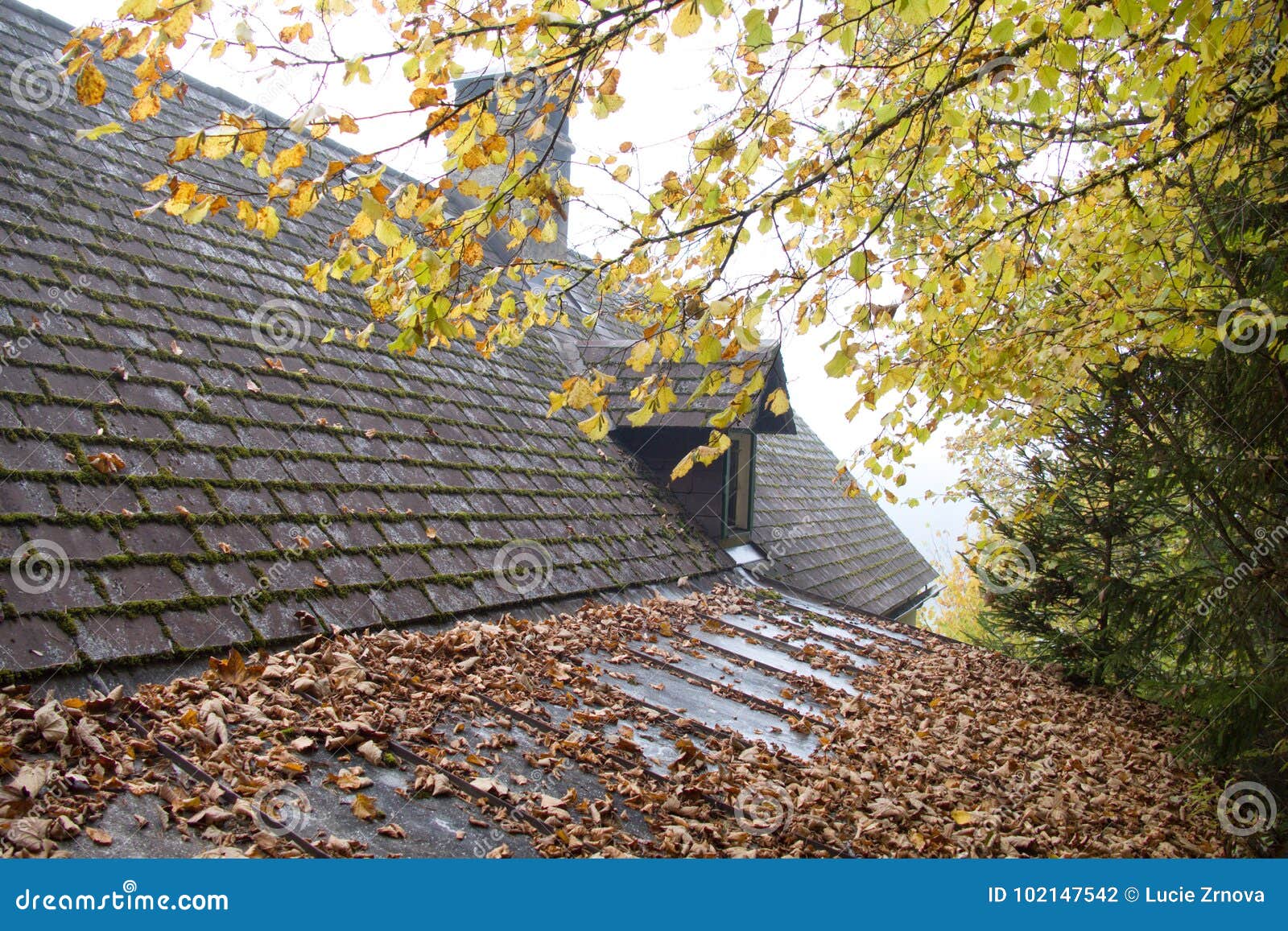 Fallen Leaves on an Old Roof Stock Photo - Image of damage, outdoor ...