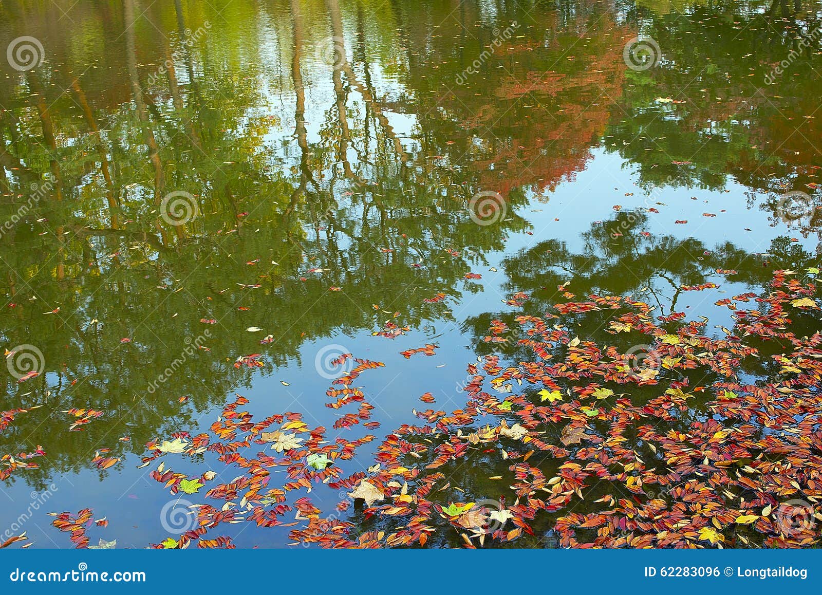 Fallen Leaves in a Pond with Reflections Stock Photo - Image of nature ...
