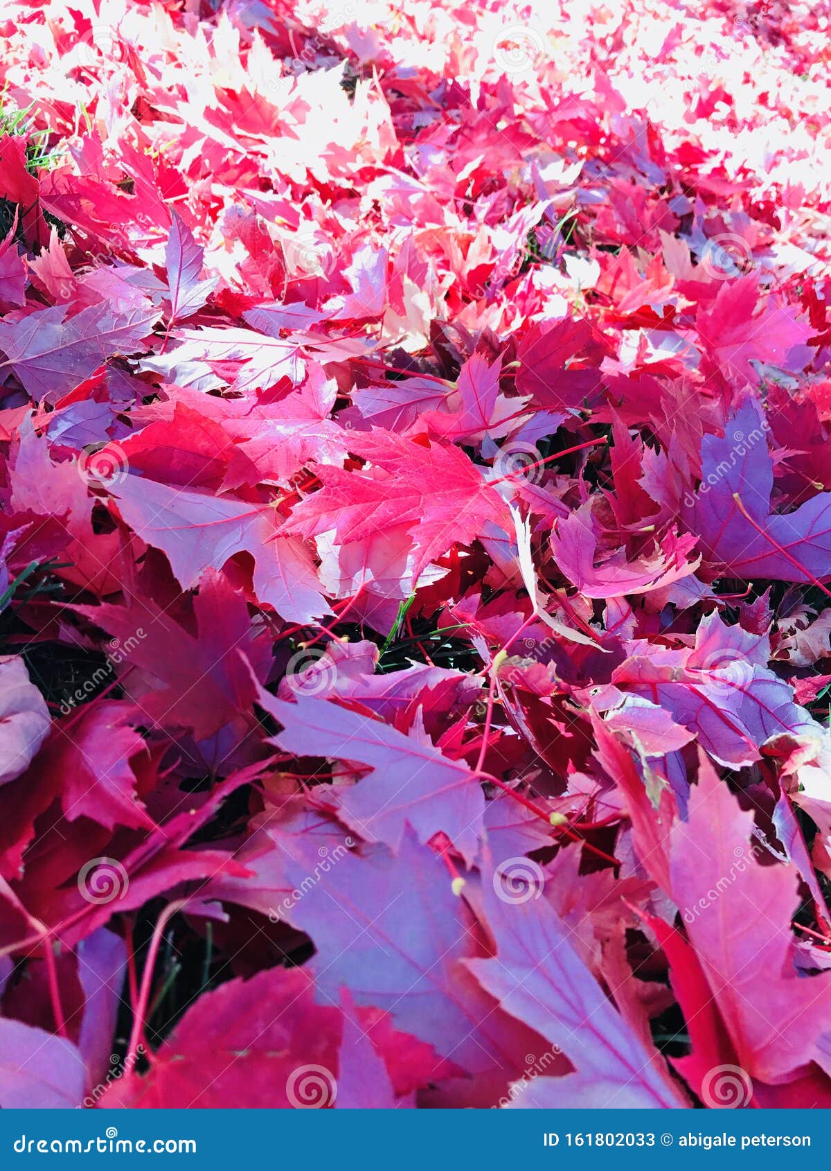 Fallen leaves stock image. Image of pretty, pink, fallen - 161802033