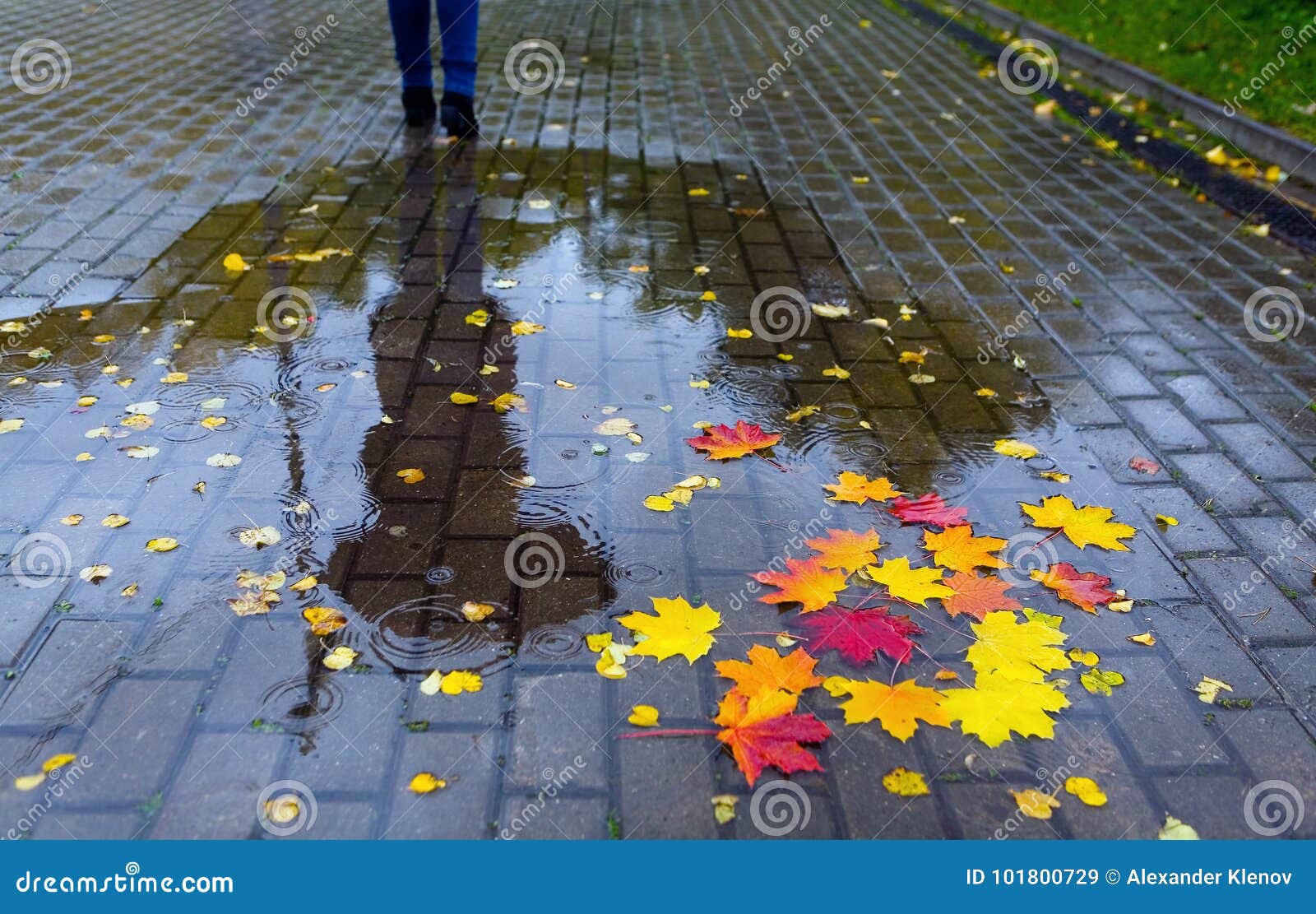 Fallen Leaves in a Puddle with a Reflection of a Man and an Umbrella ...