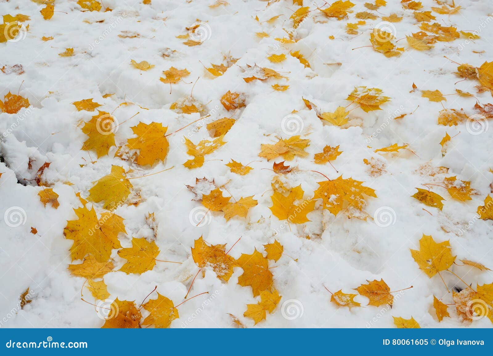 Fallen leaves on snow stock image. Image of nature, outdoor - 80061605