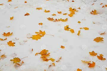 Fallen leaves on snow stock image. Image of brown, plant - 80061621