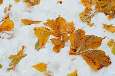 Fallen leaves on snow stock image. Image of frosty, bright - 80061635
