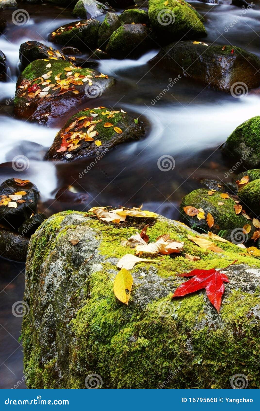 Fallen leaves and stream stock photo. Image of fall, time - 16795668