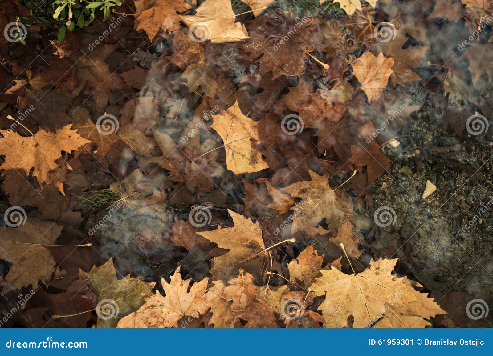 Fallen leaves in stream stock image. Image of leaves - 61959301