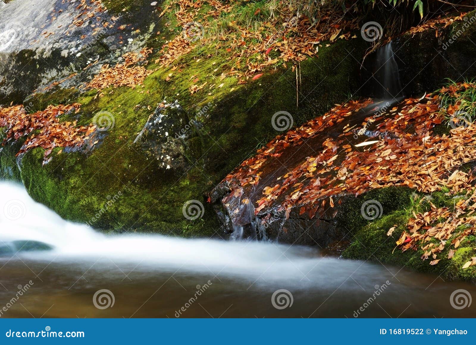 Fallen leaves with streams stock photo. Image of tree - 16819522