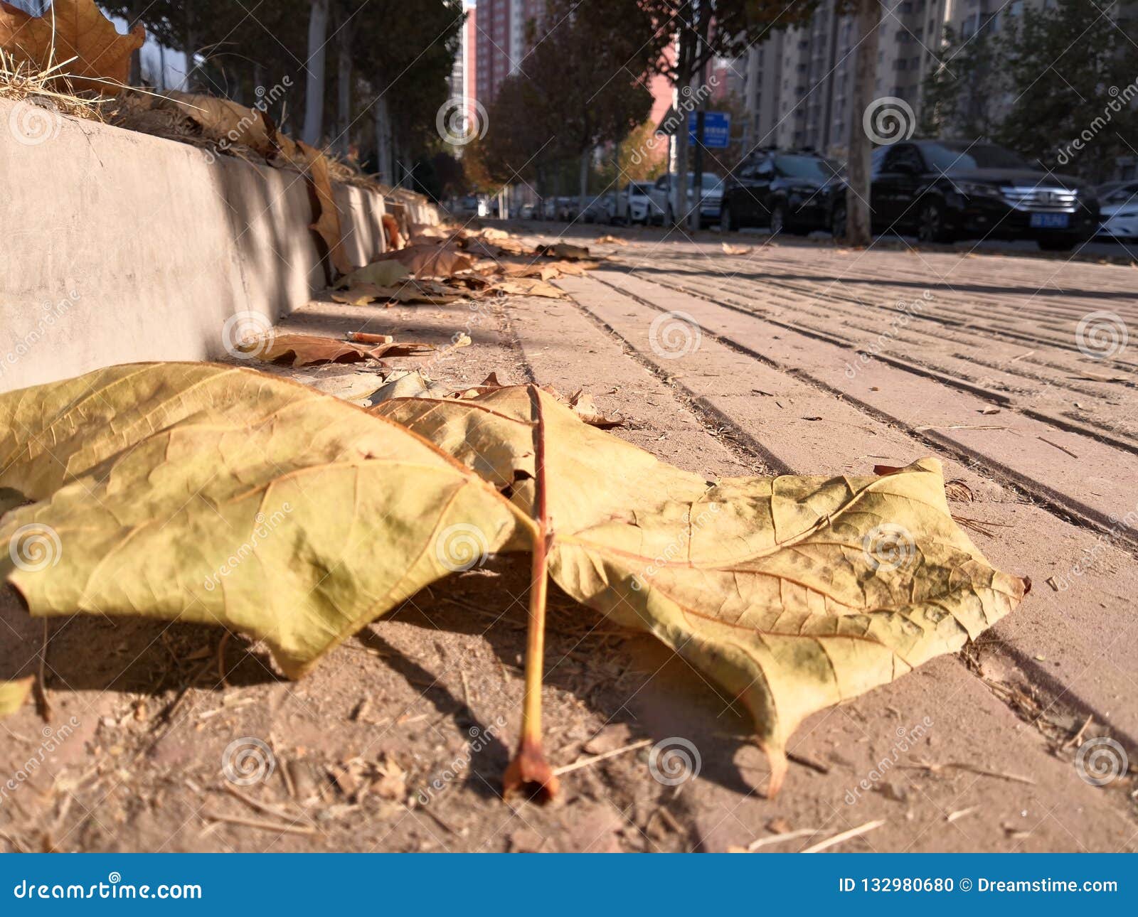 Fallen Leaves on the Streen Stock Photo - Image of street, leaf: 132980680