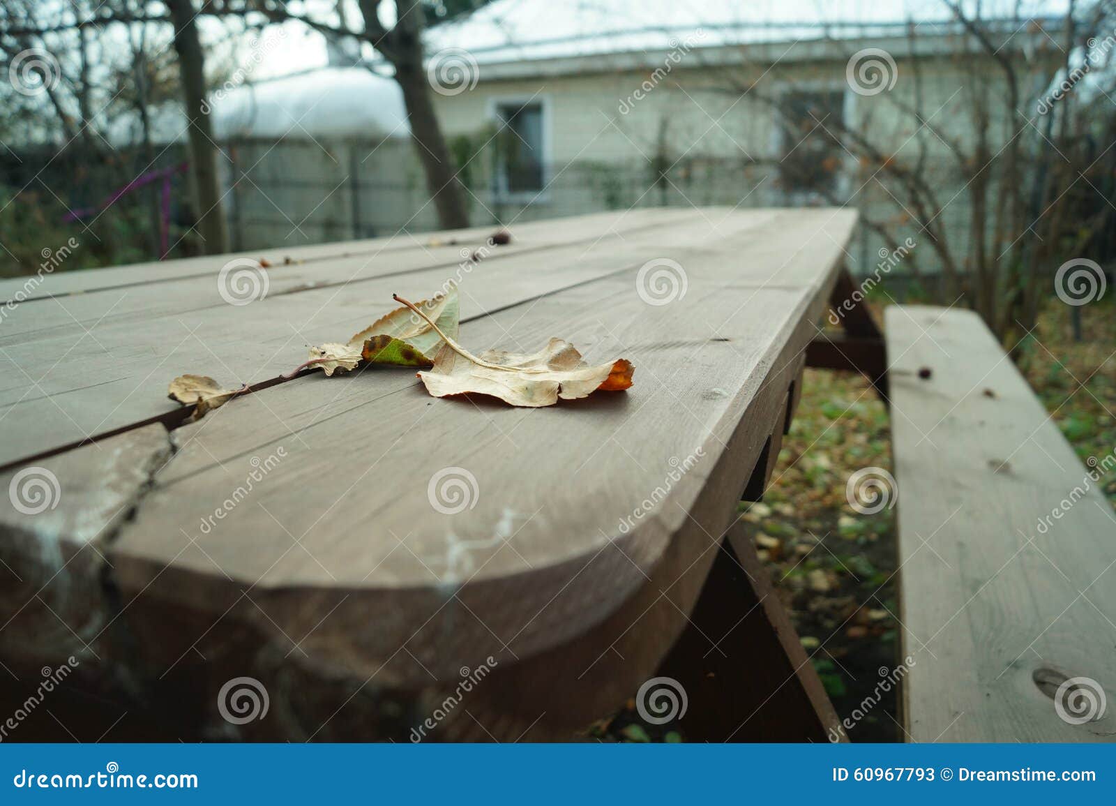Fallen leaves on the table stock image. Image of trees - 60967793