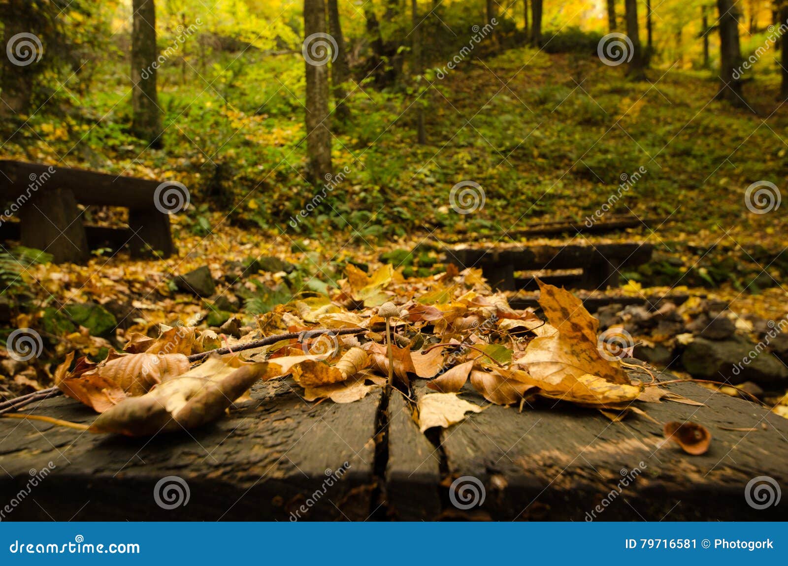Fallen Leaves on Table in Park Forest Stock Image - Image of forest ...