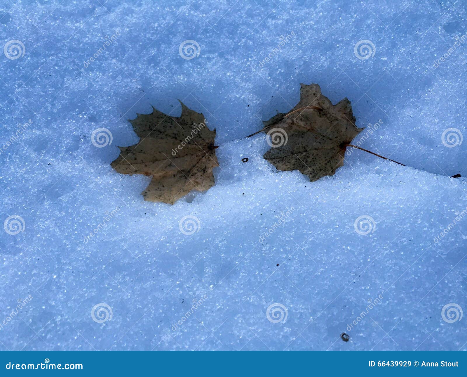 Fallen leaves stock image. Image of melting, leaves, winter - 66439929