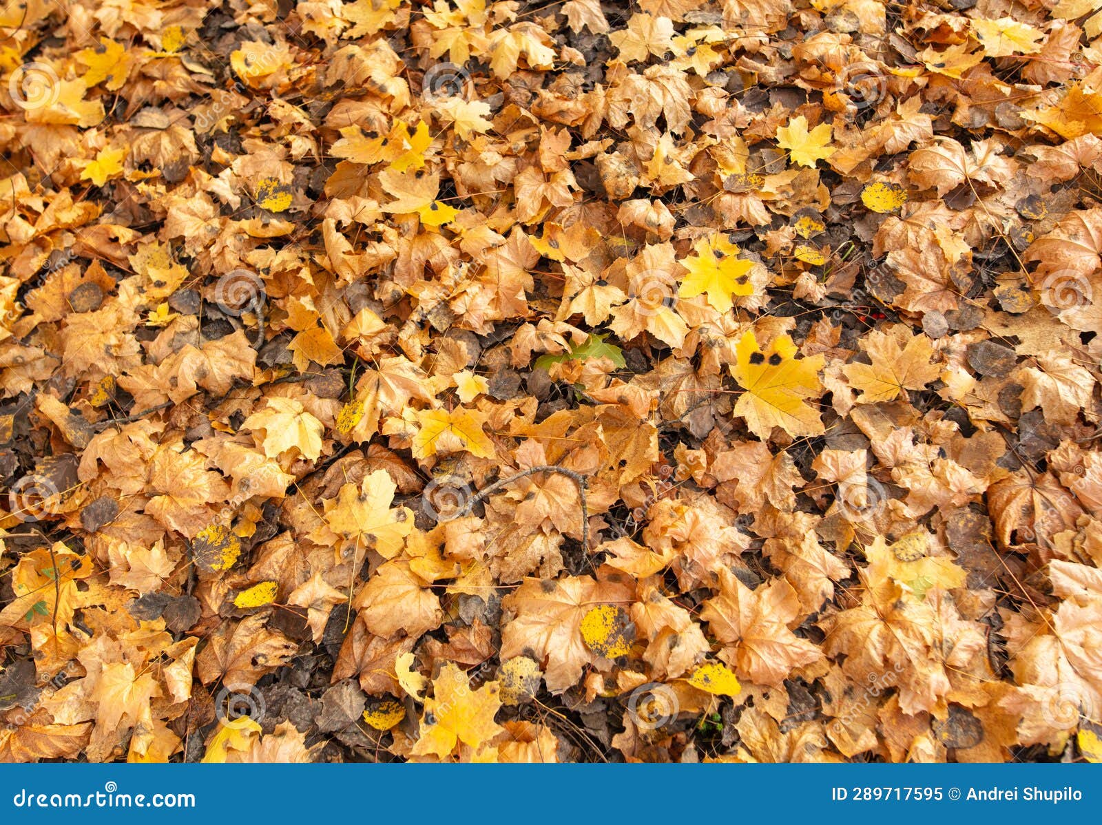 Fallen Leaves from a Tree on the Ground As a Background. Autumn Stock ...