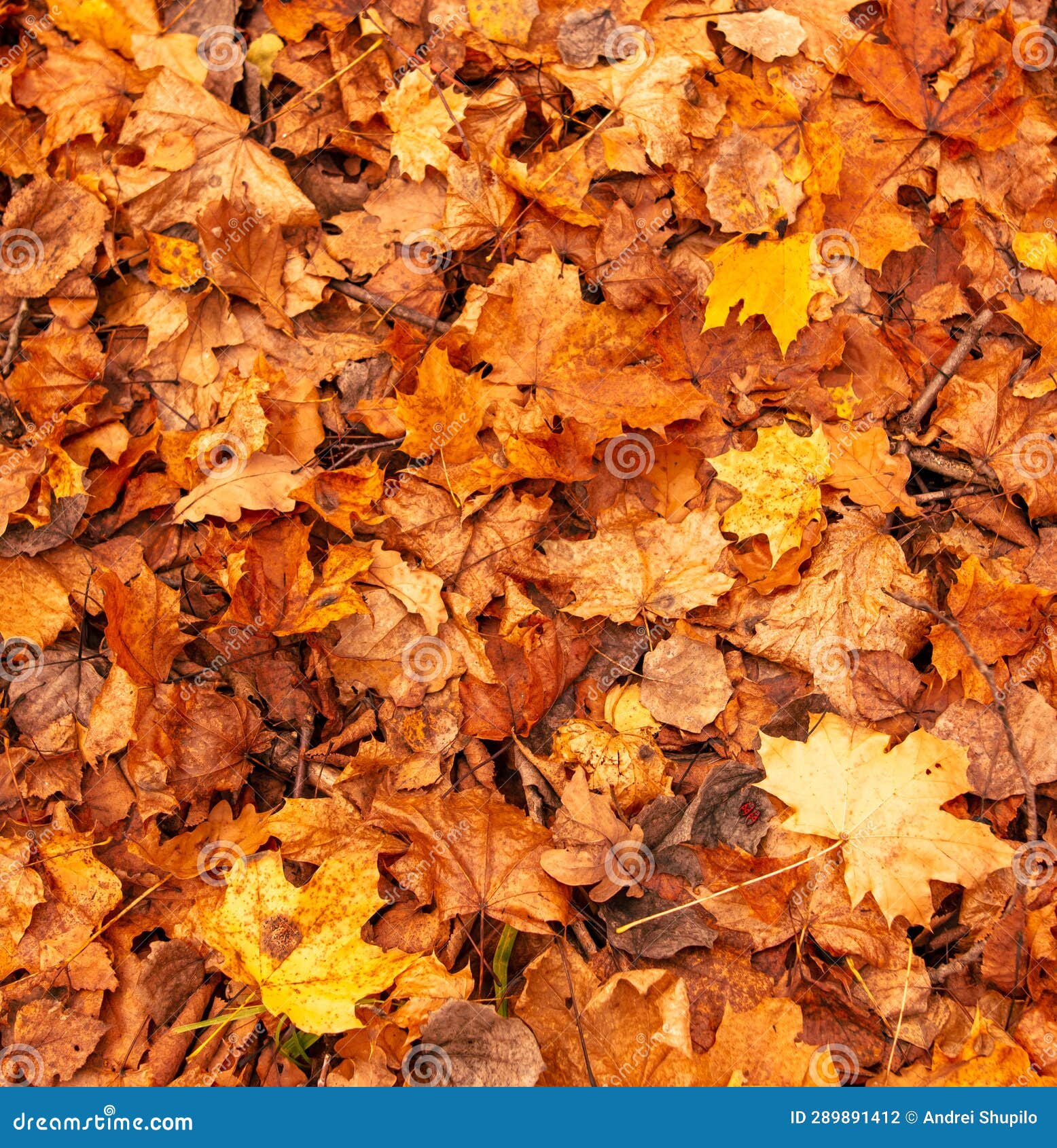 Fallen Leaves from a Tree on the Ground As a Background. Autumn Stock ...