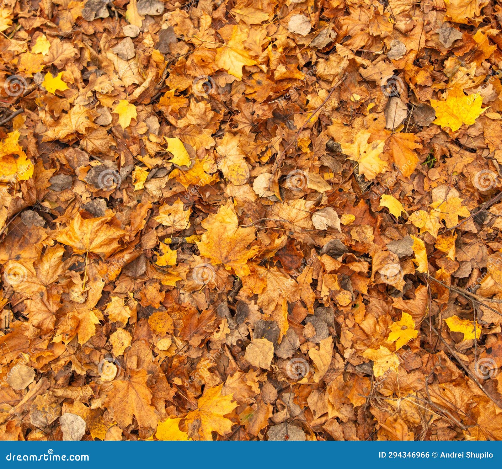 Fallen Leaves from a Tree on the Ground As a Background. Autumn Stock ...