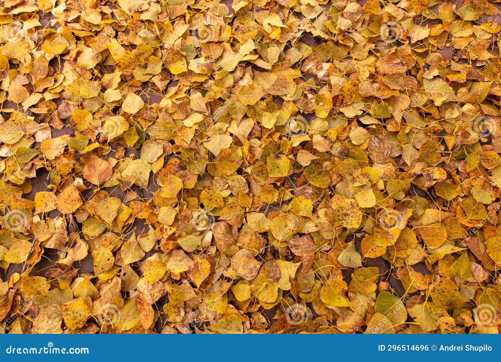 Fallen Leaves from a Tree on the Ground As a Background. Autumn Stock ...