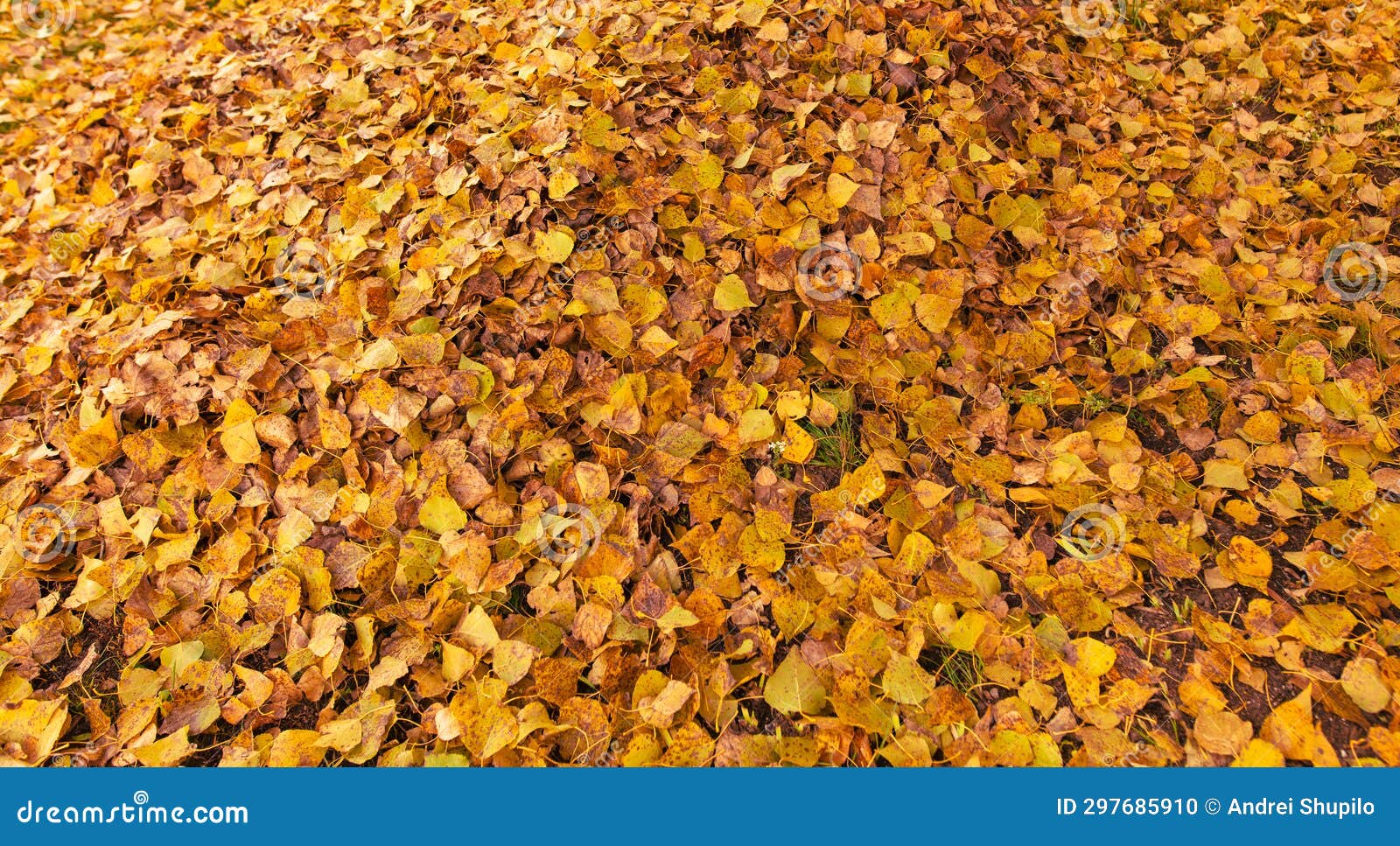 Fallen Leaves from a Tree on the Ground As a Background. Autumn Stock ...