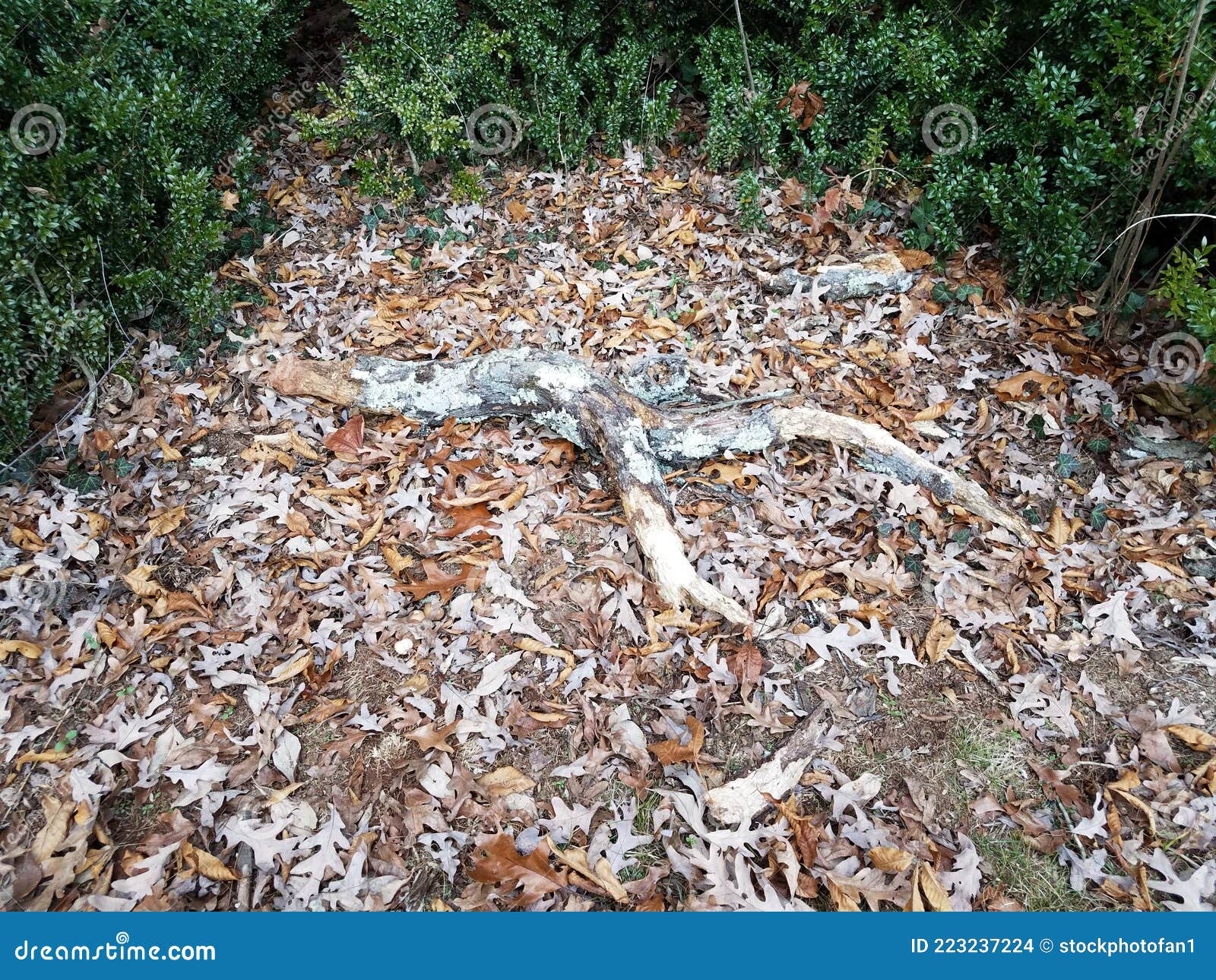 Fallen Leaves and Tree Roots and Bushes Stock Photo - Image of bush ...