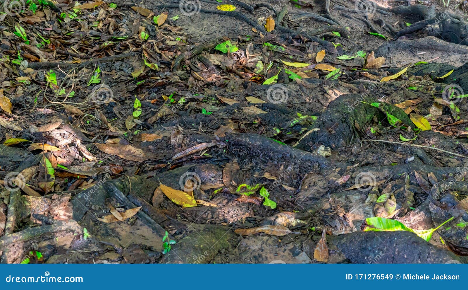 Fallen Leaves on Tree Roots Stock Image - Image of ground, decay: 171276549