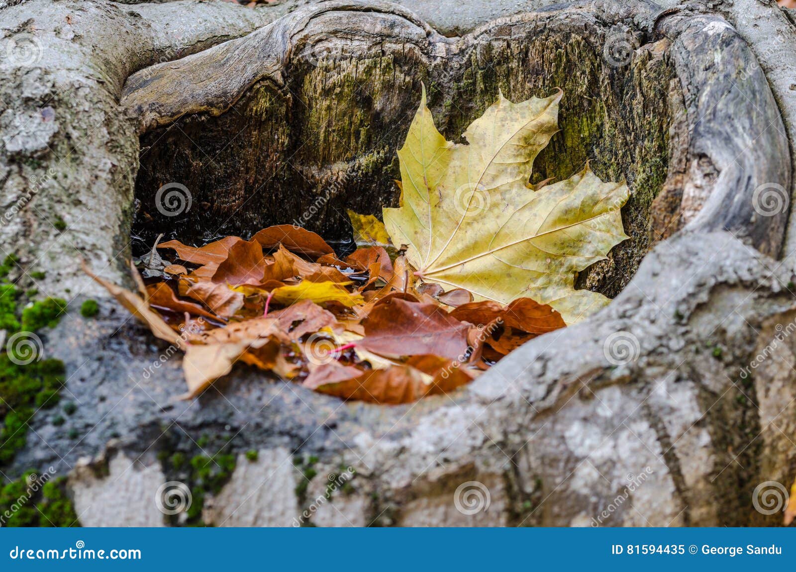 Fallen Leaves in Tree Stump Cave Stock Image - Image of cave, nature ...