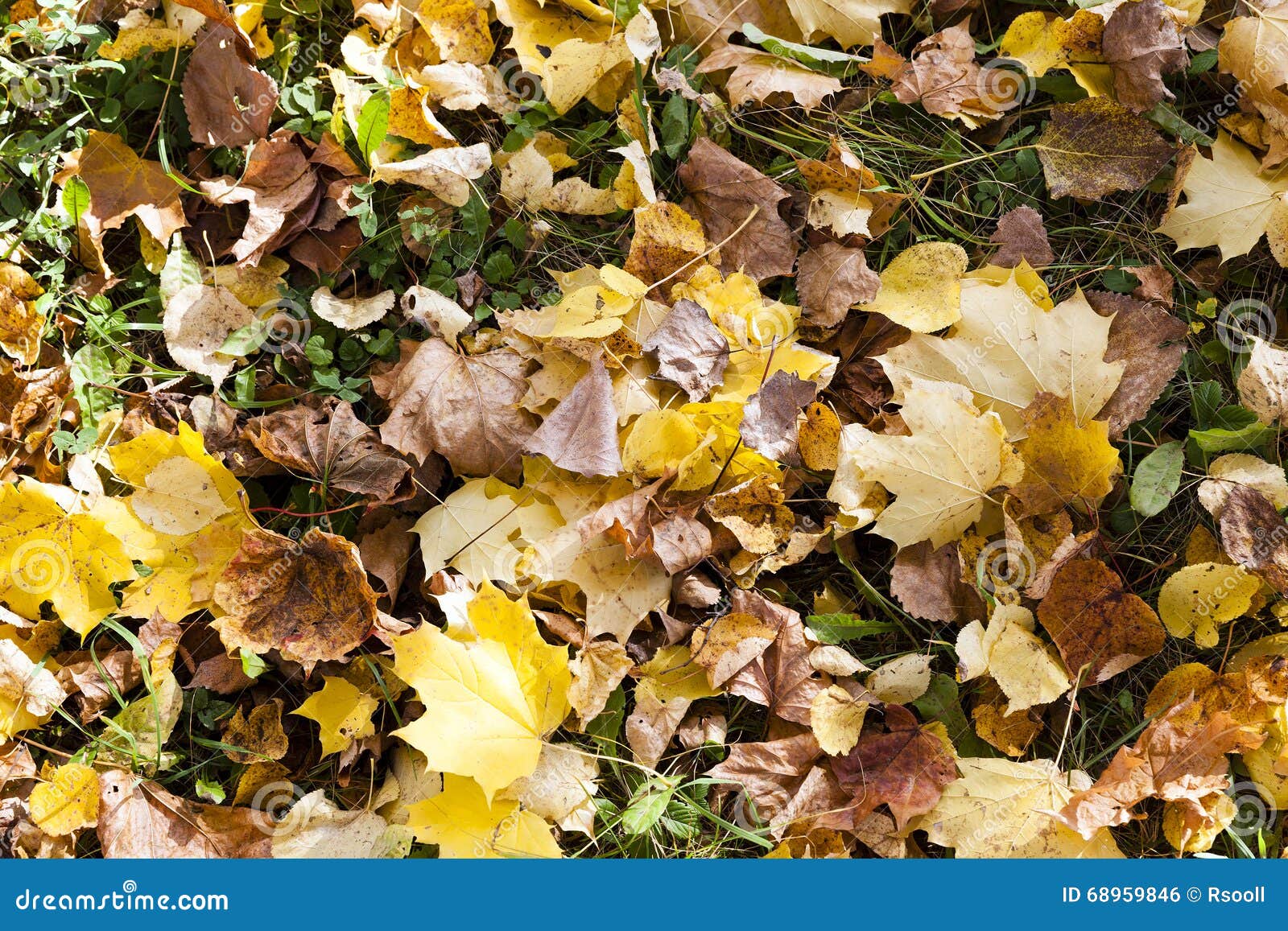 Fallen Leaves of Trees Close-up Stock Photo - Image of effect, bright ...