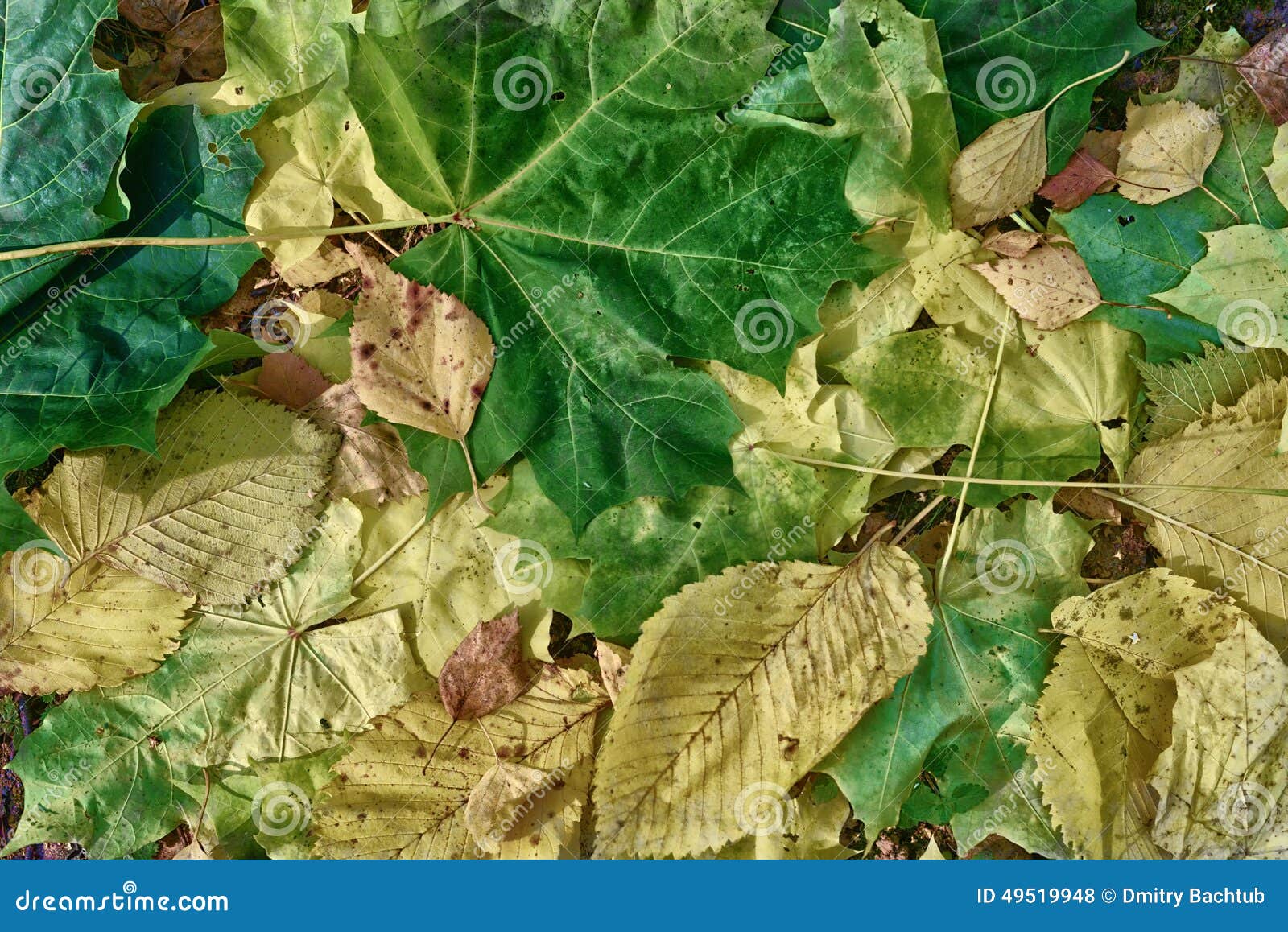 Fallen leaves of trees stock photo. Image of brown, change - 49519948