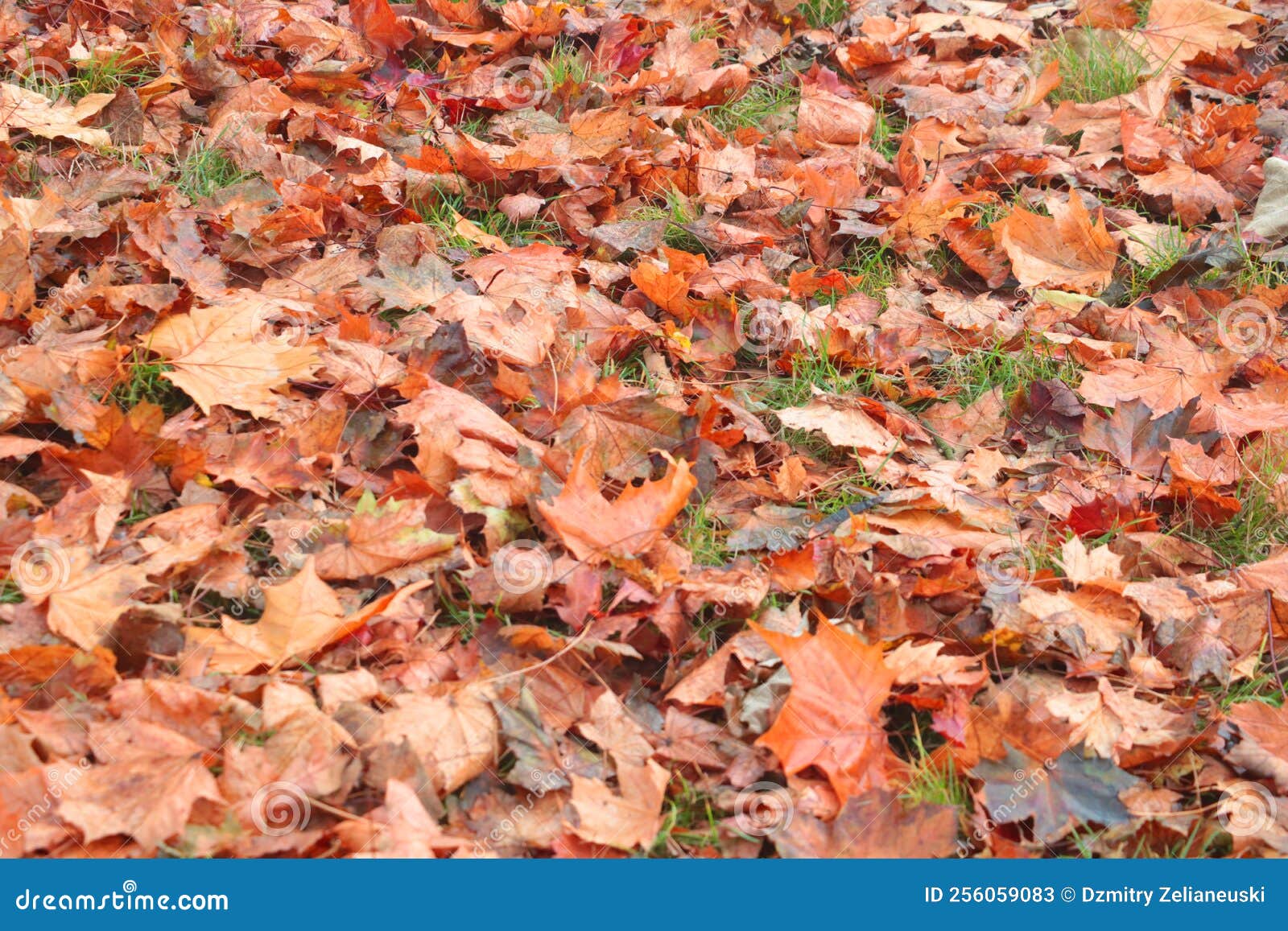 Fallen Leaves from Trees Lie on the Grass in the Park in Autumn. Autumn ...