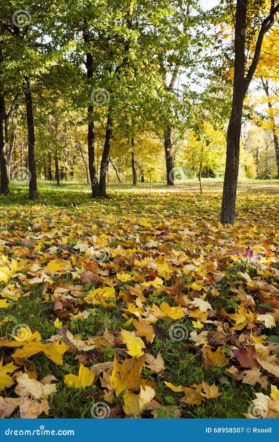 Fallen Leaves of Trees in the Park Stock Image - Image of green, park ...