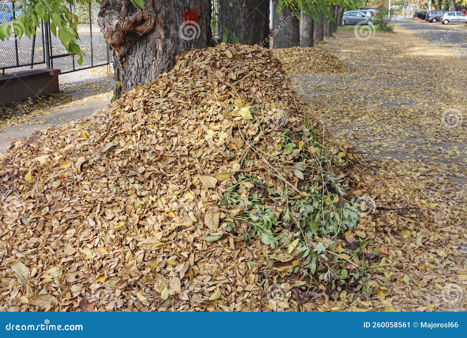 Fallen Leaves Under a Tree in Autumn Time Stock Image - Image of fall ...
