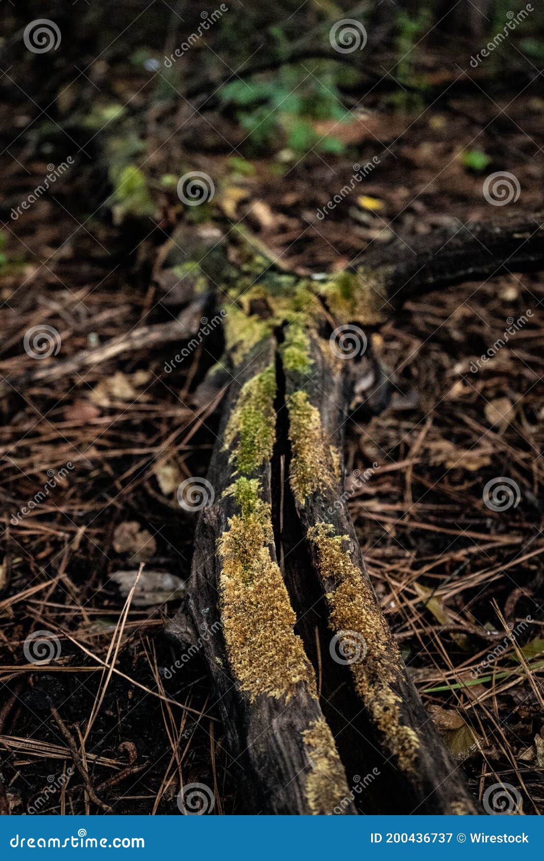 Fallen Limb in the Woods stock image. Image of tree - 200436737