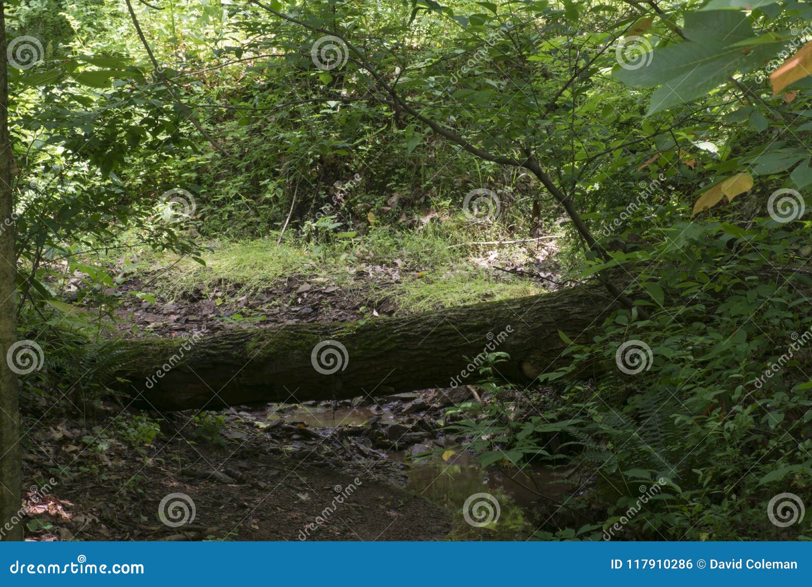 Fallen Log Across Small Stream Stock Photo - Image of mossy, fallen ...