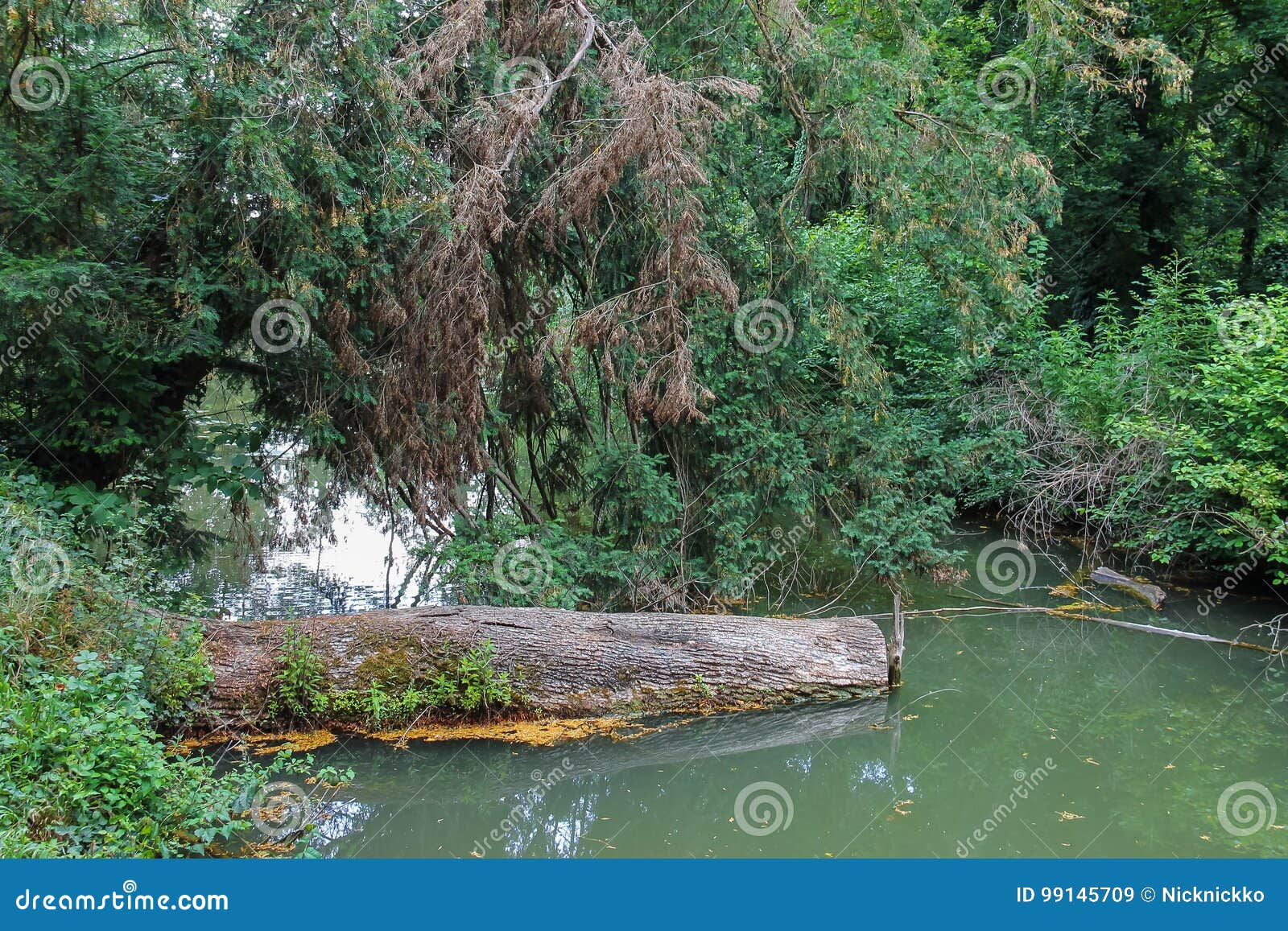 Fallen Log in the Backwaters Stock Image - Image of landscape, bench ...