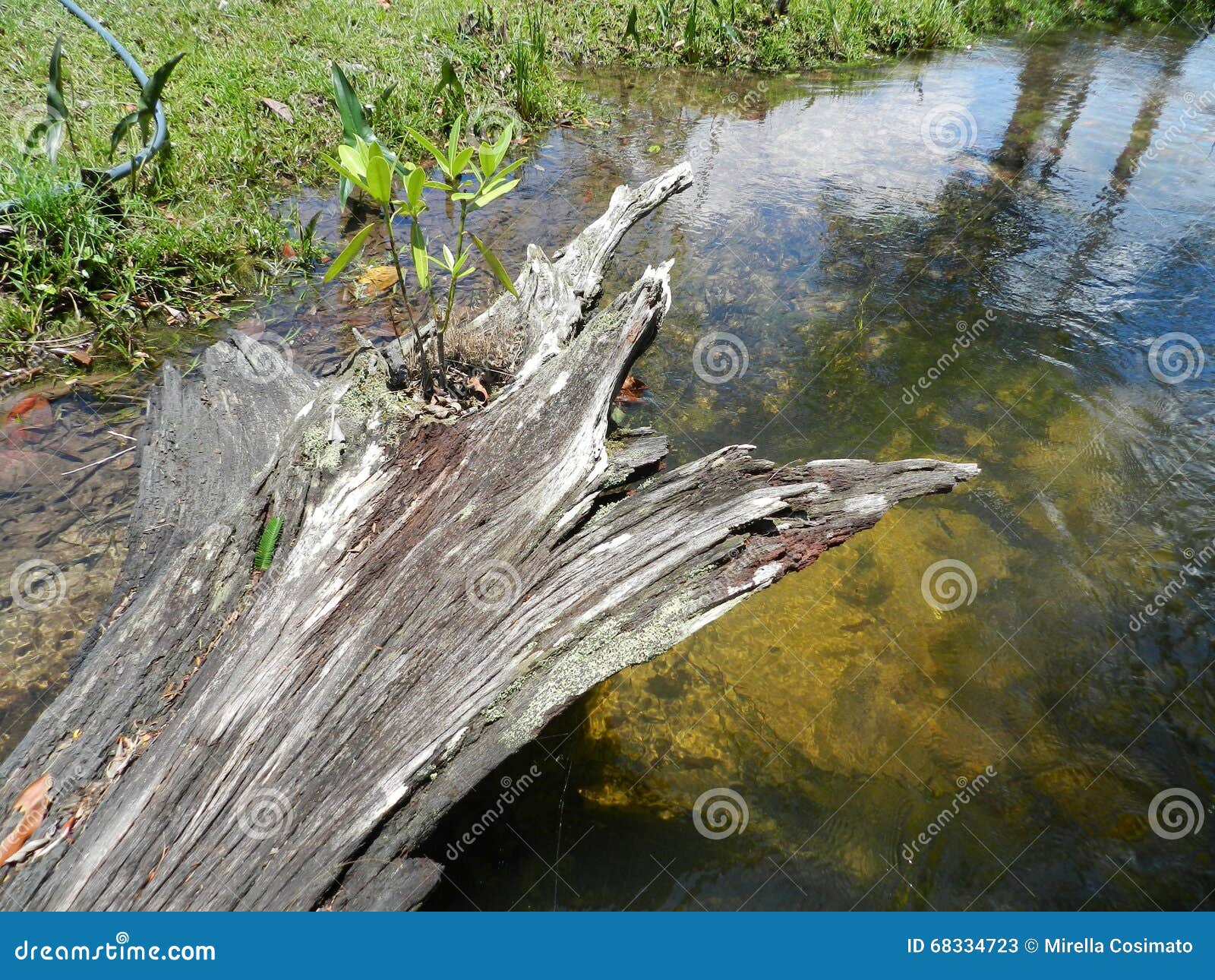 Fallen Log at the Edge of a River Stock Image - Image of environment ...